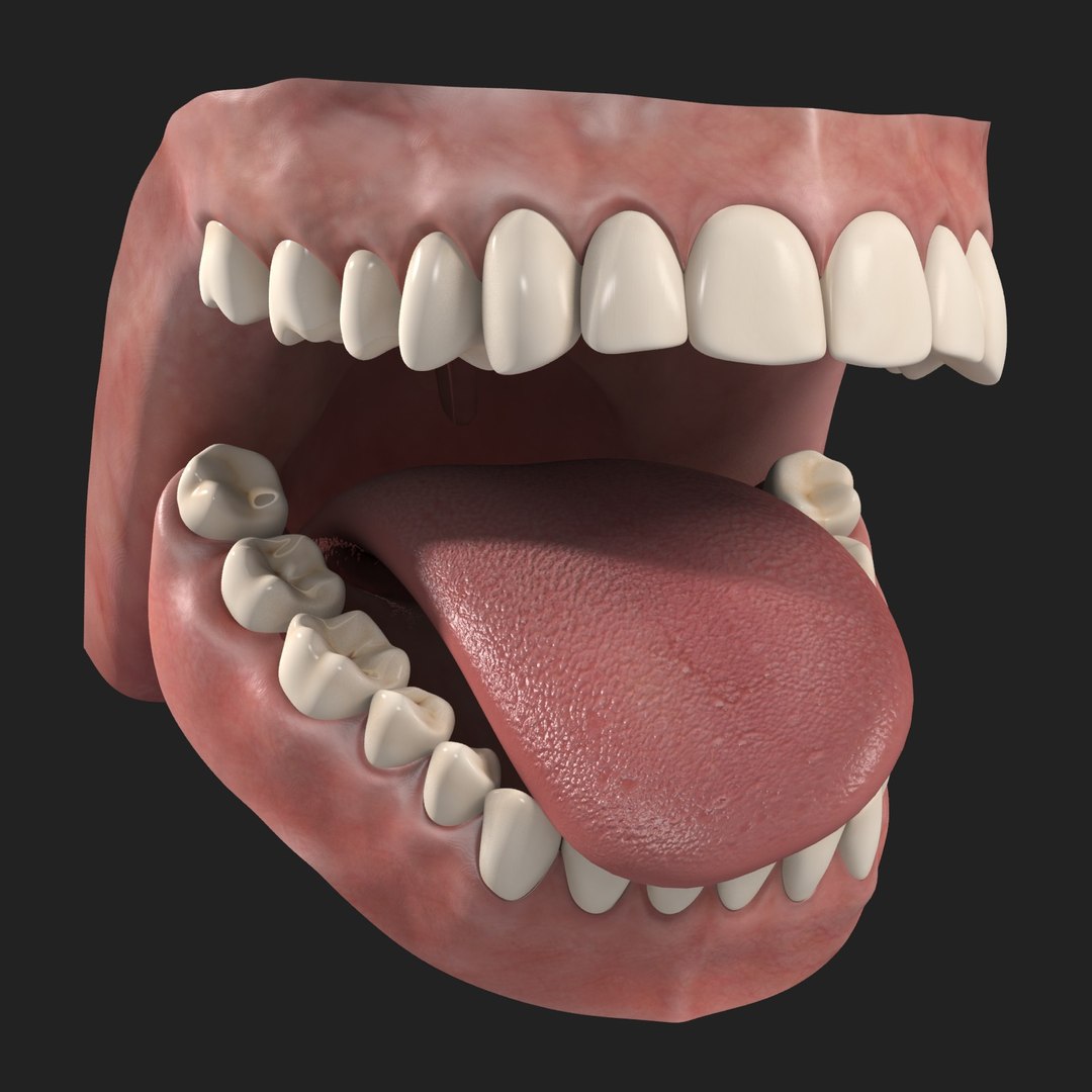 3d Human Teeth Model