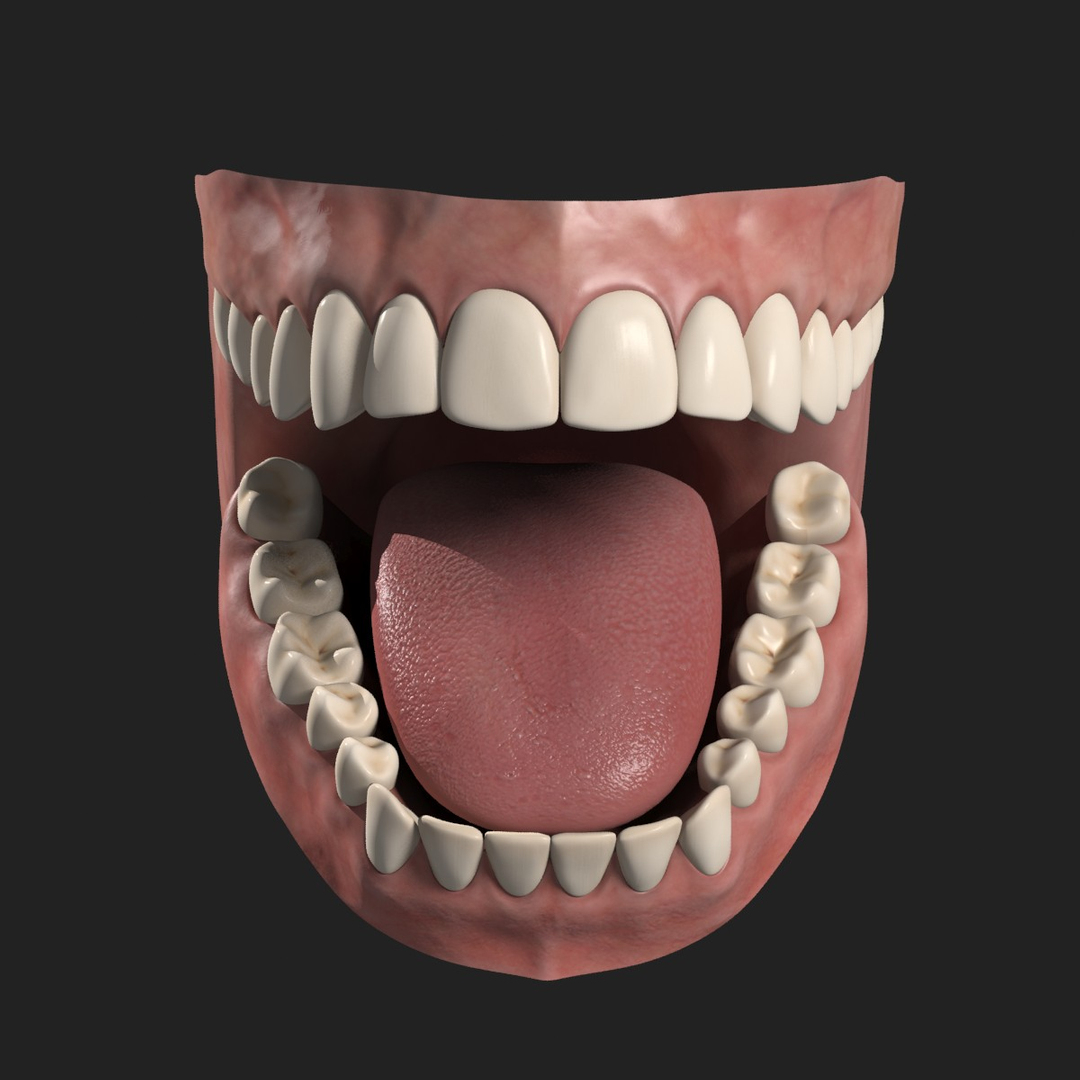 3d Human Teeth Model