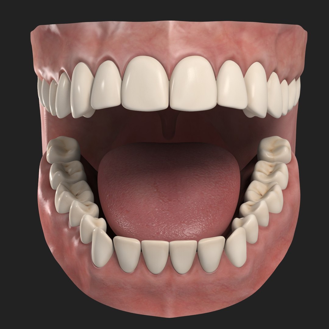 3d Human Teeth Model