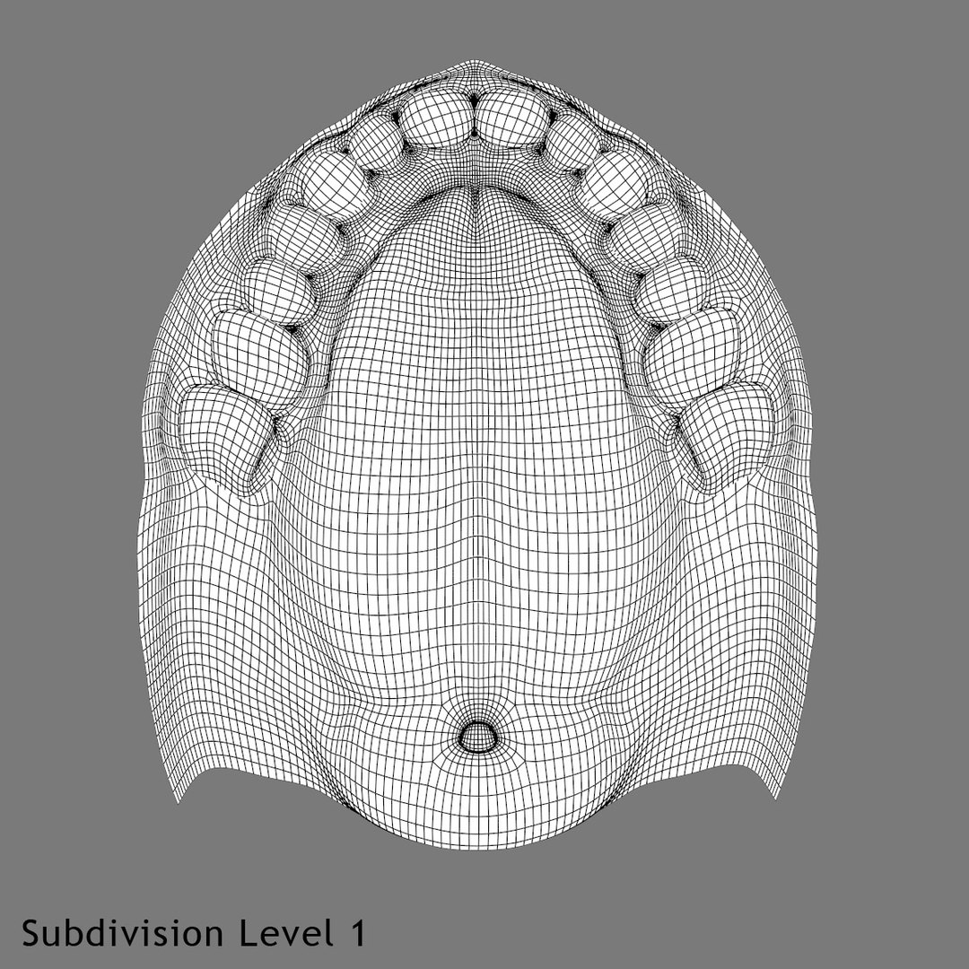 3d Human Teeth Model