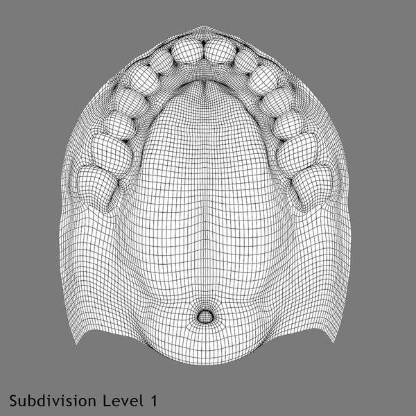 3d human teeth model