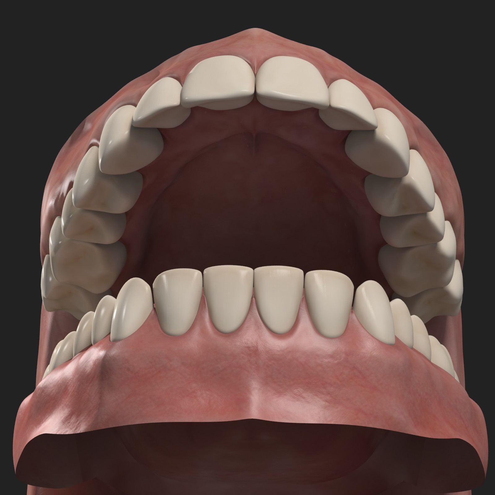 3d human teeth model