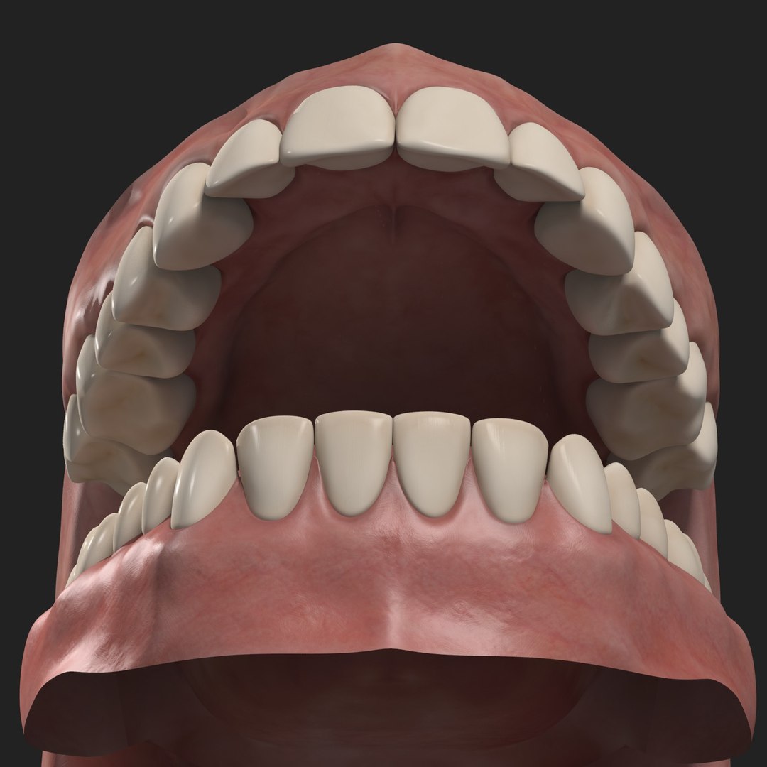 3d Human Teeth Model