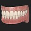 3d Human Teeth Model