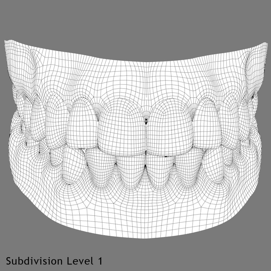 3d Human Teeth Model
