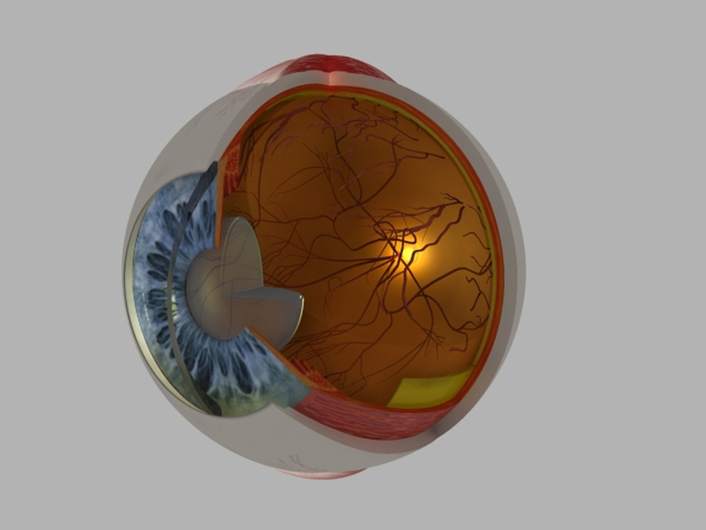 Obj Human Eye Section