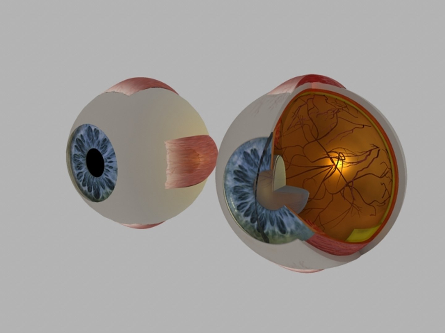 Obj Human Eye Section