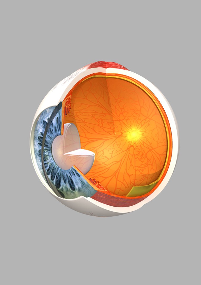 Obj Human Eye Section