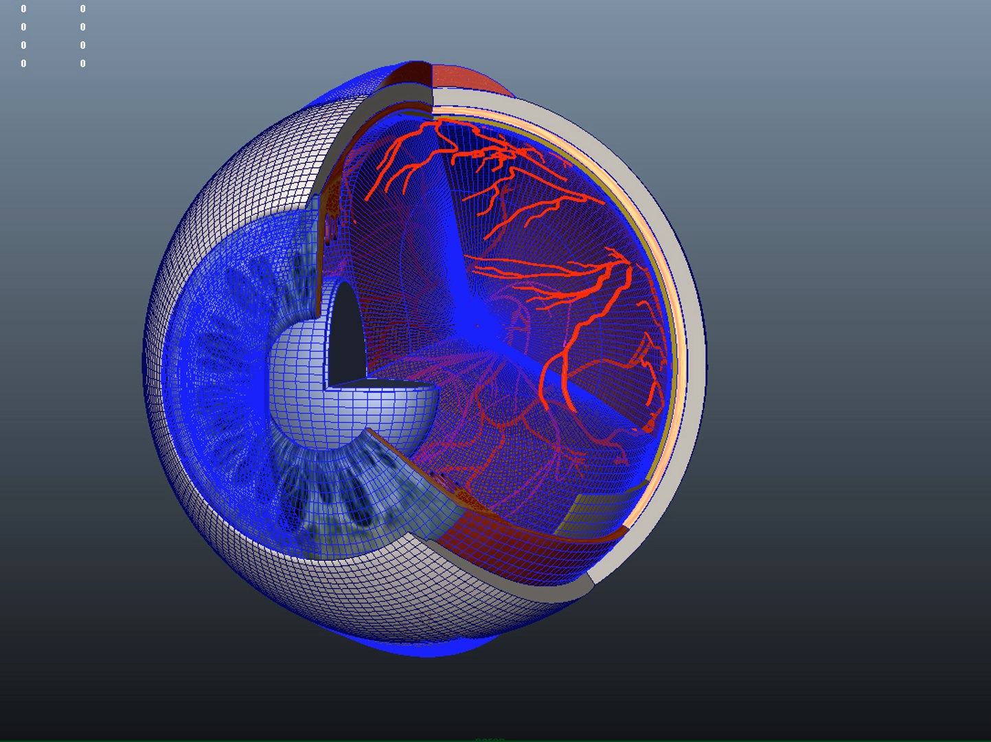 Obj Human Eye Section