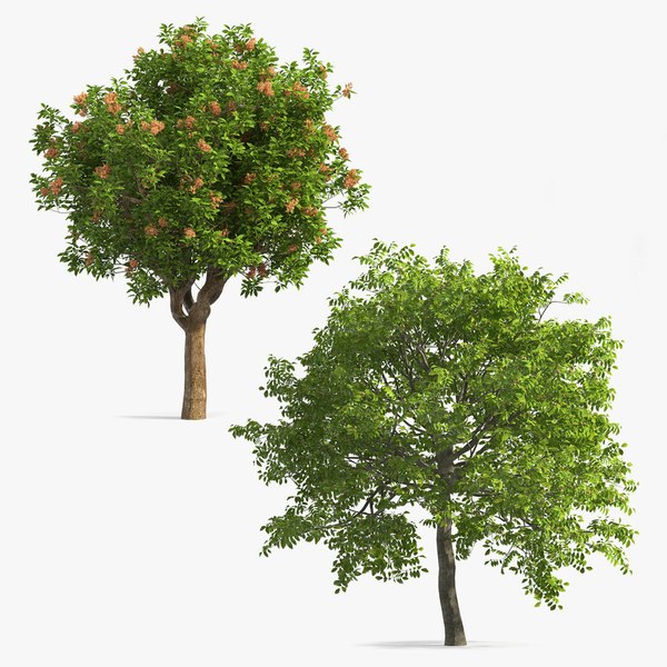 Blender Tree Models | TurboSquid