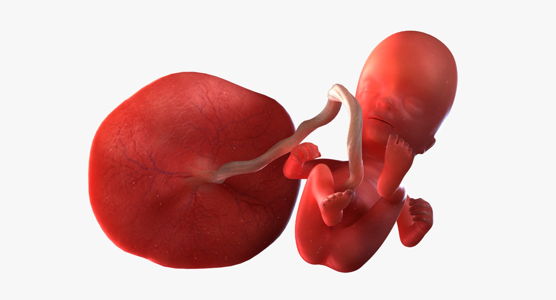 Fetus Week 14 3D Model - TurboSquid 1223446