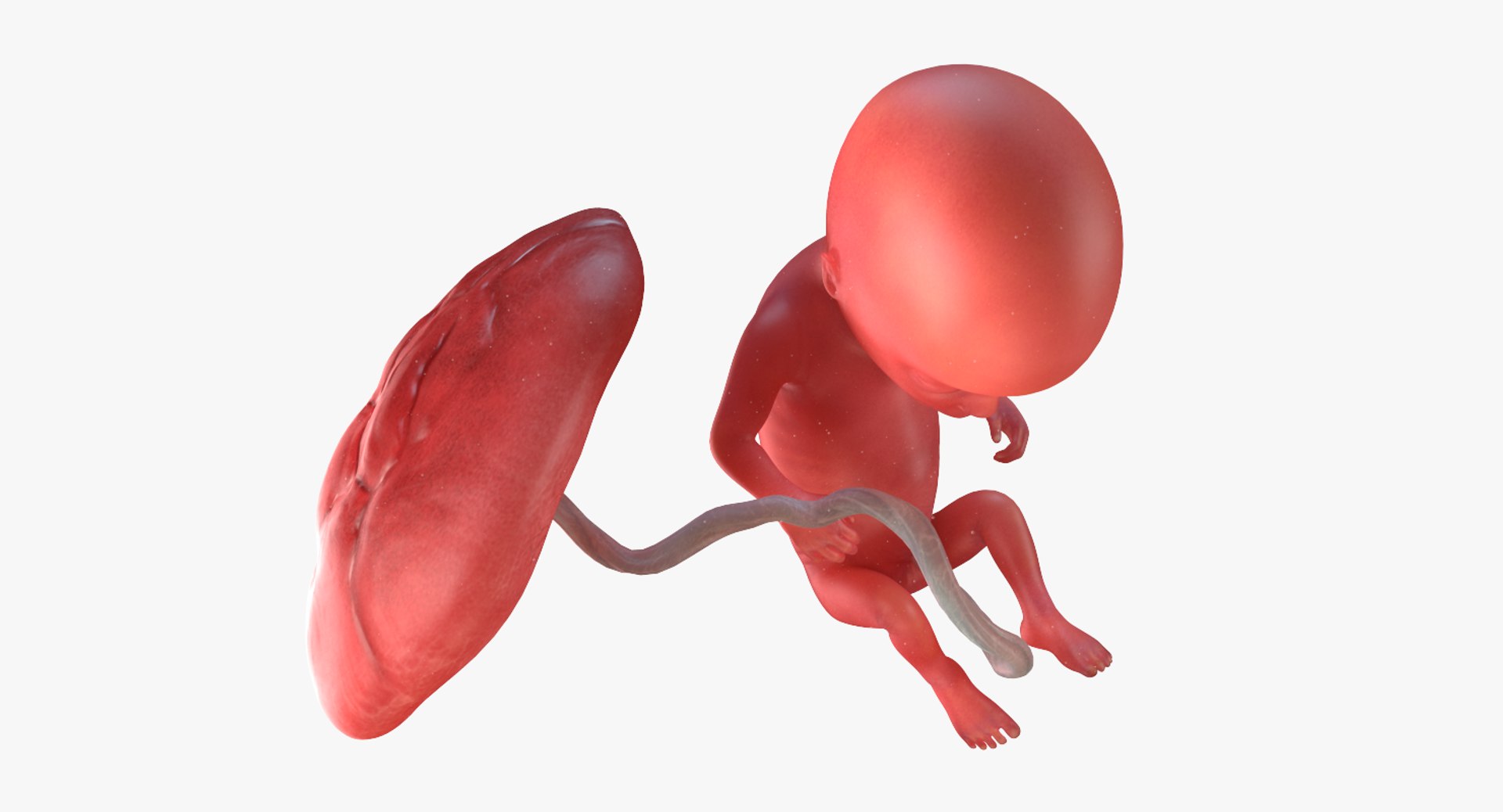 Fetus Week 14 3D Model - TurboSquid 1223446