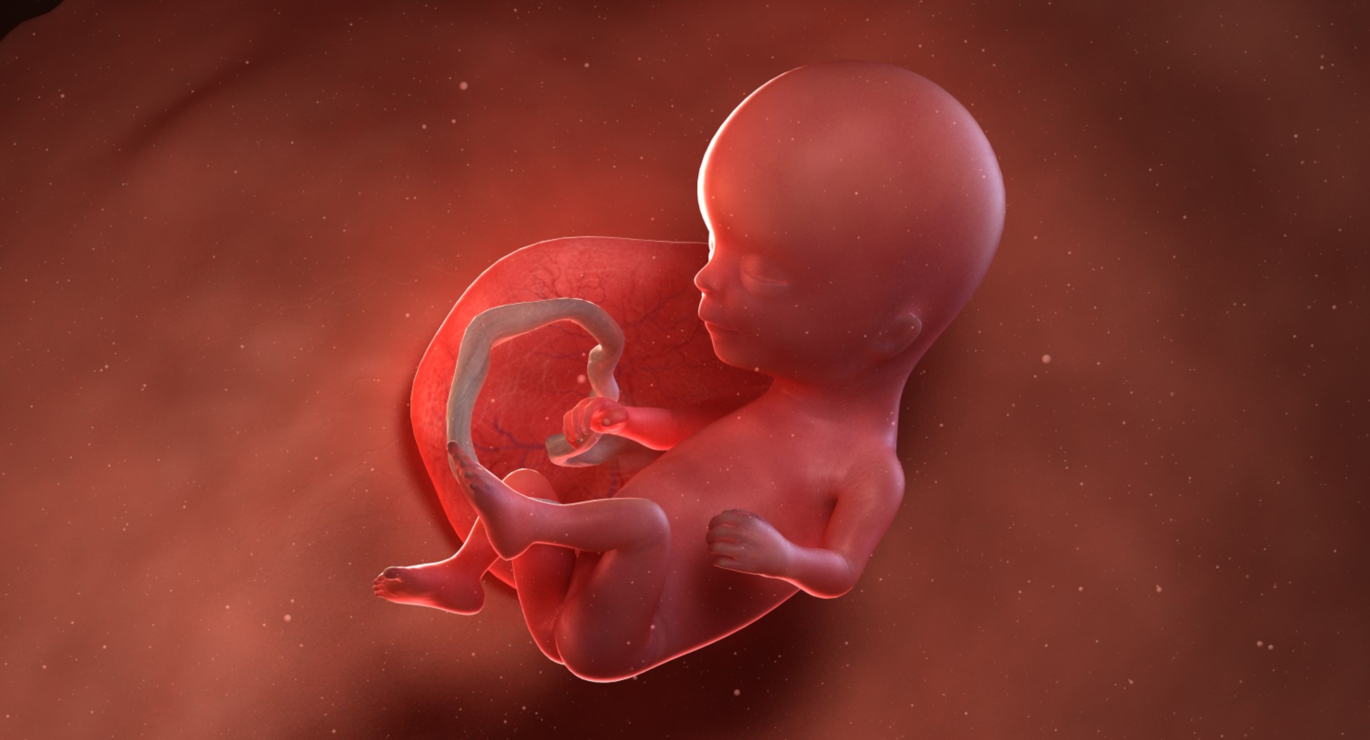 Fetus Week 14 3D Model - TurboSquid 1223446