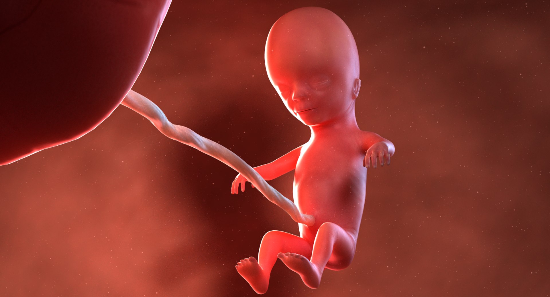 Fetus Week 14 3D Model - TurboSquid 1223446