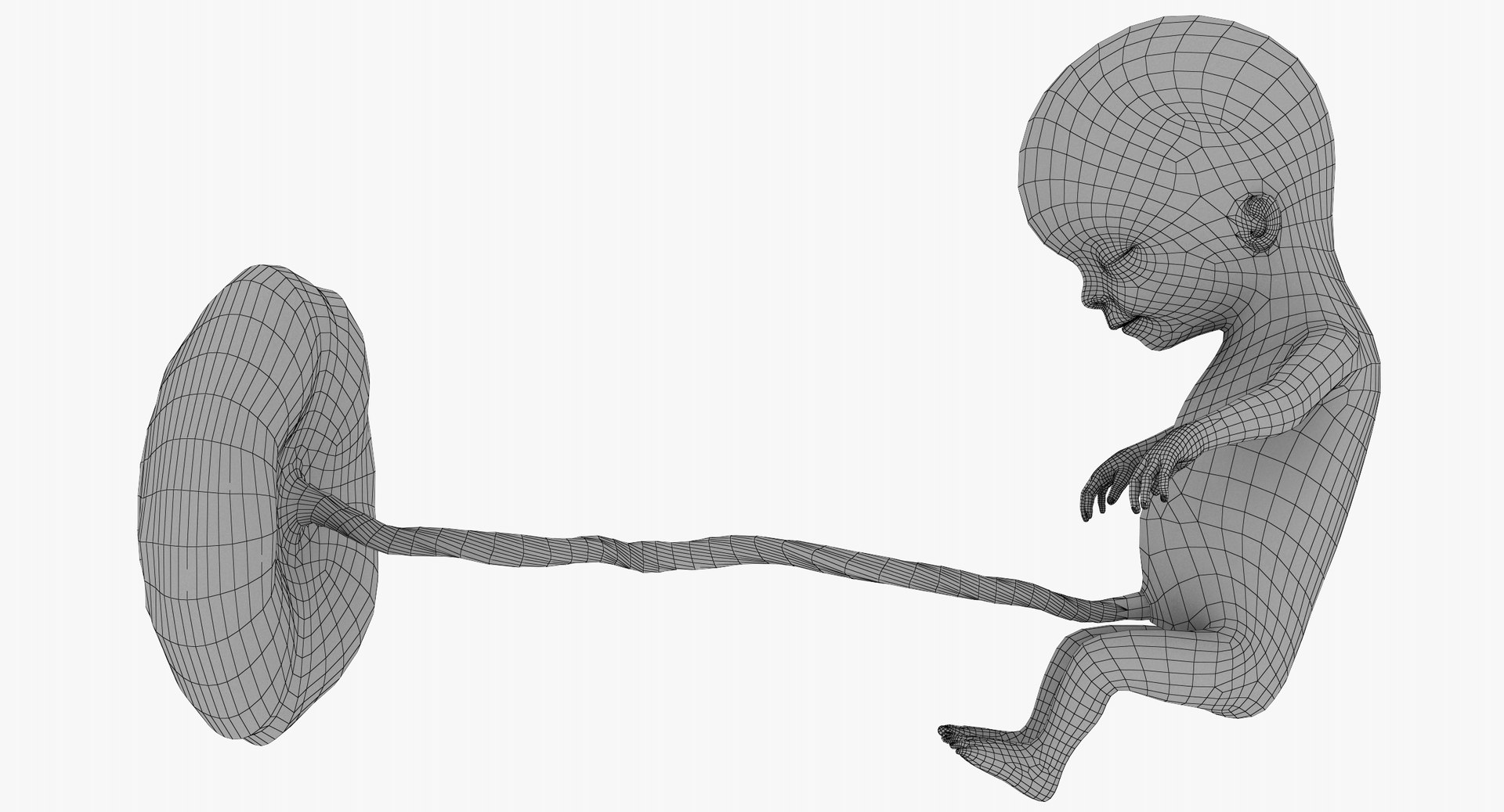 Fetus Week 14 3D Model - TurboSquid 1223446