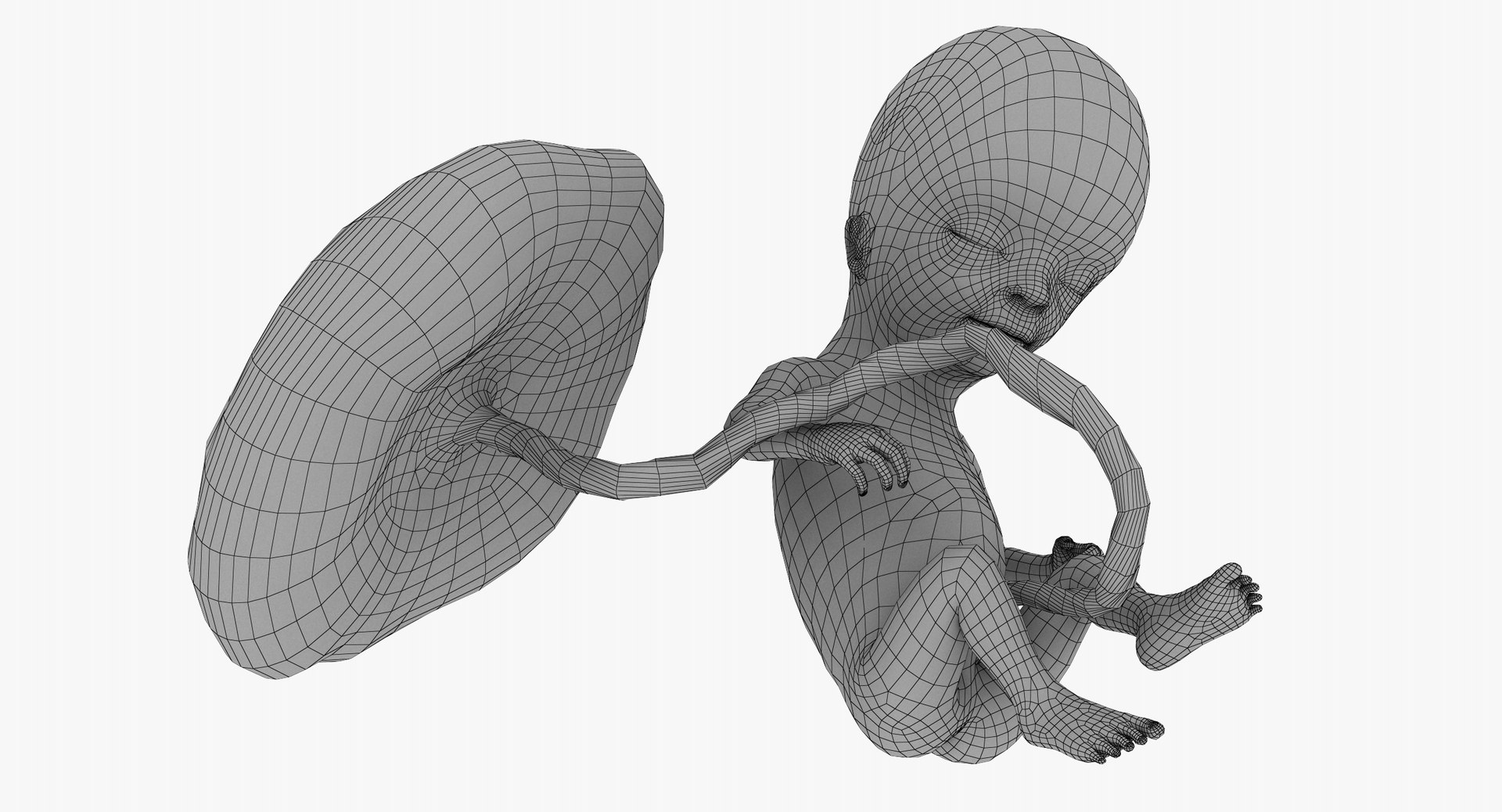 Fetus Week 14 3D Model - TurboSquid 1223446