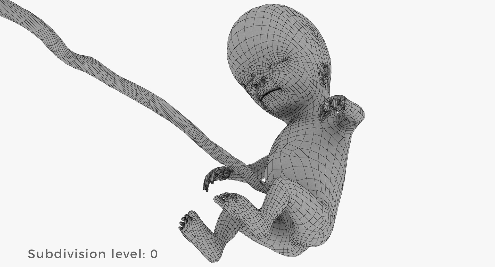 Fetus Week 14 3D Model - TurboSquid 1223446