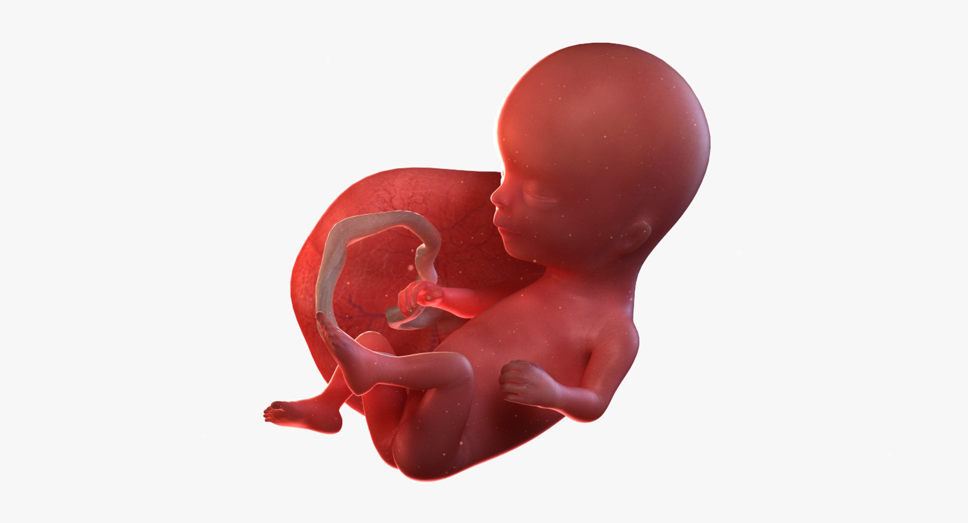 Fetus Week 14 3D Model - TurboSquid 1223446