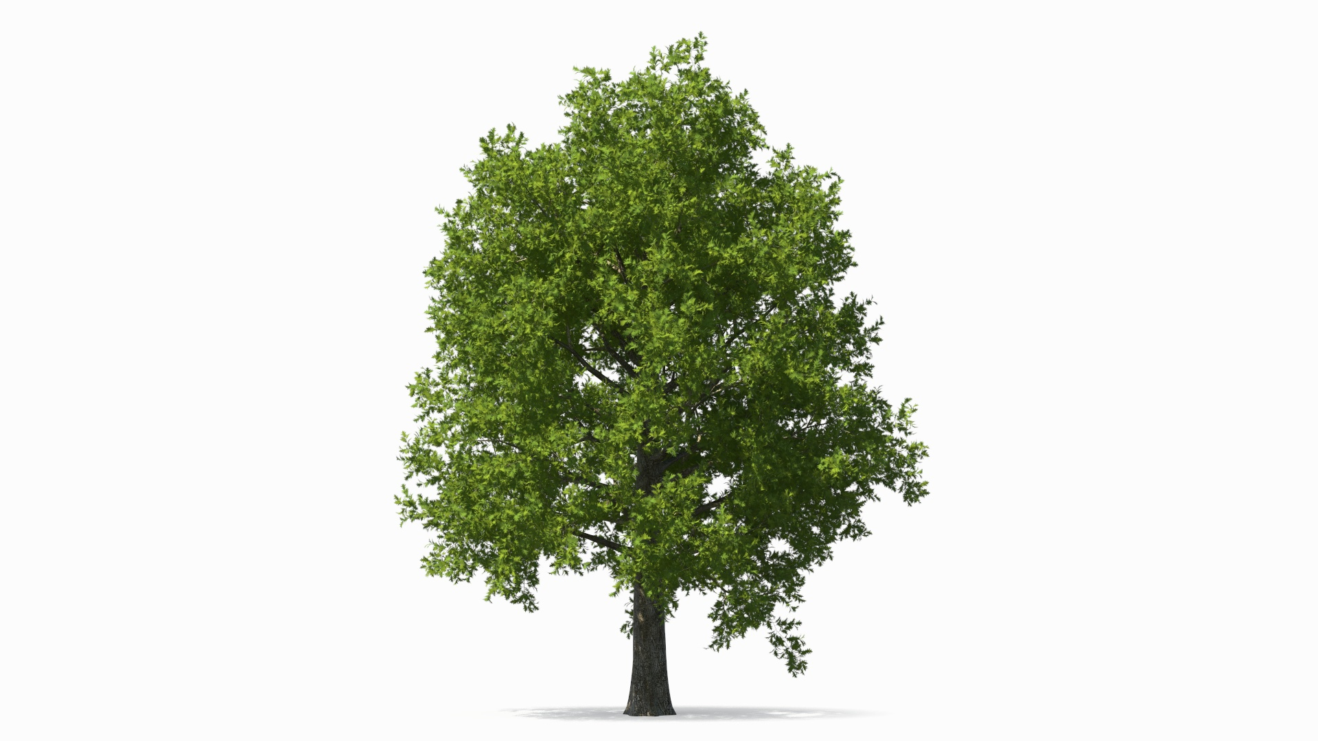 Realistic Oak Tree 3D Model - TurboSquid 2229367