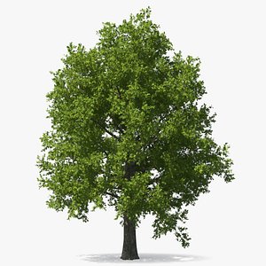 3D Oak Tree Models - Browse & Download Formats - TurboSquid