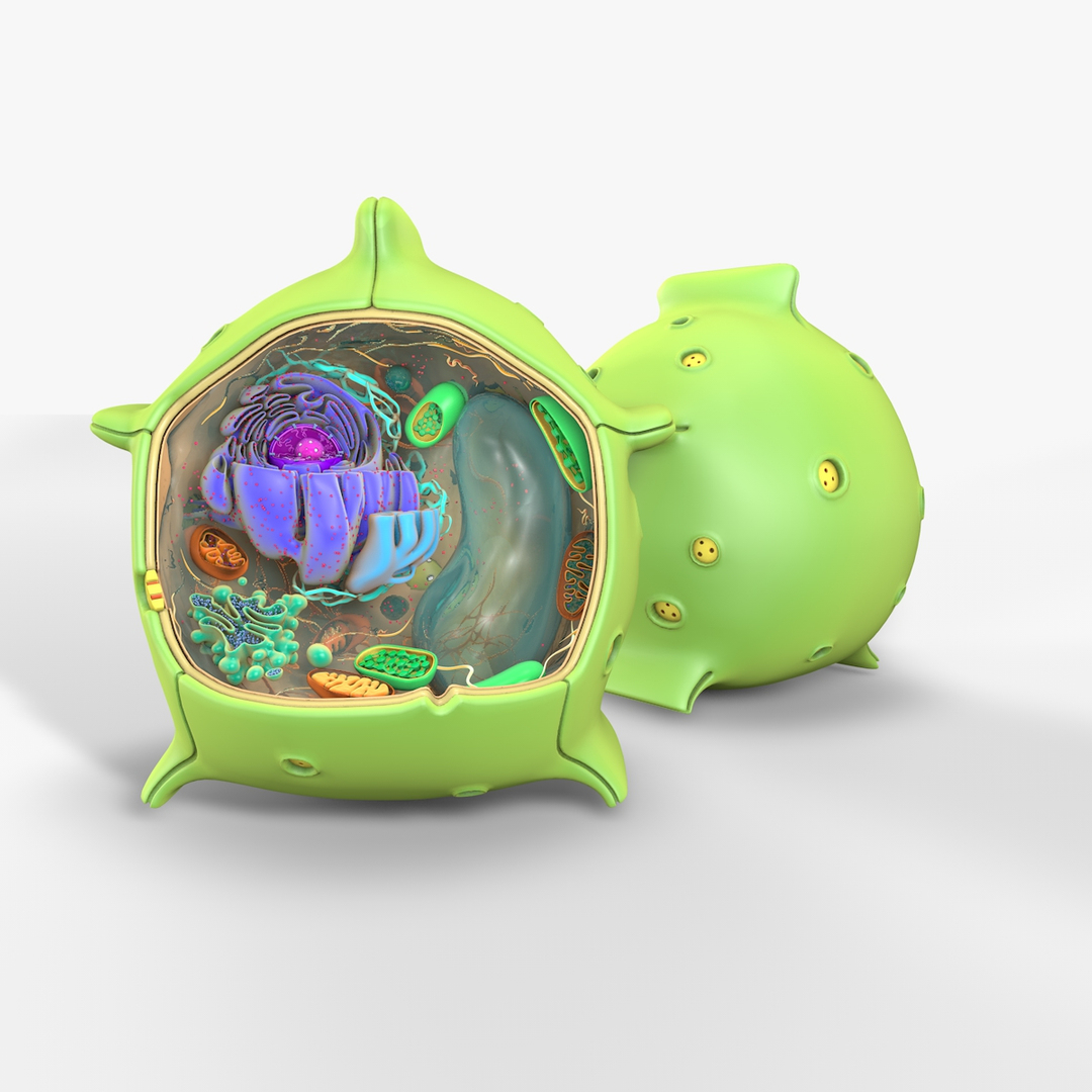 3d model plant cell