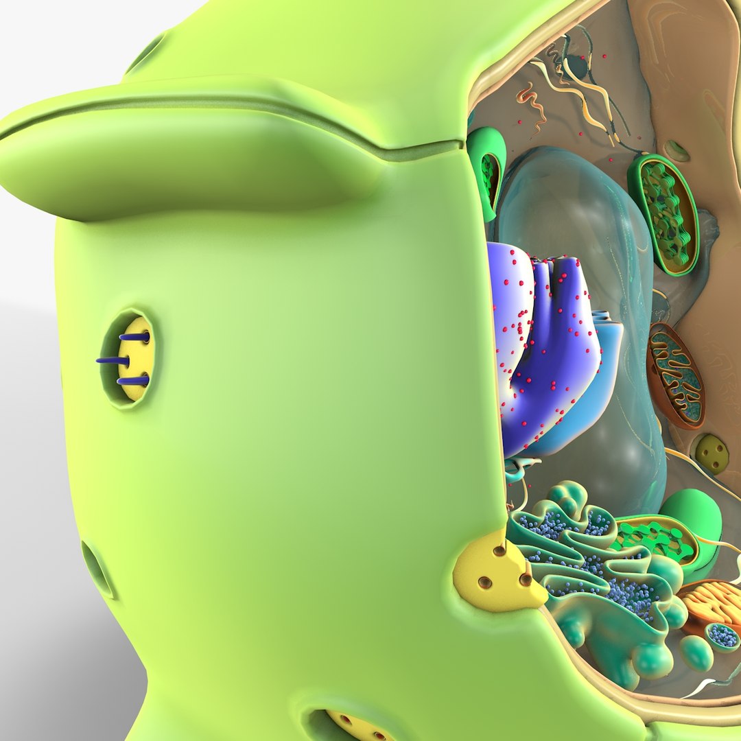 3d model plant cell