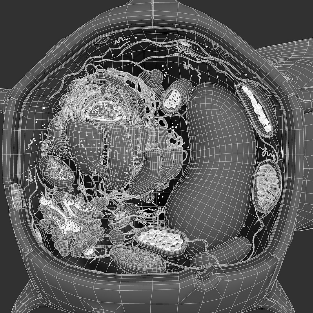 3d Model Plant Cell