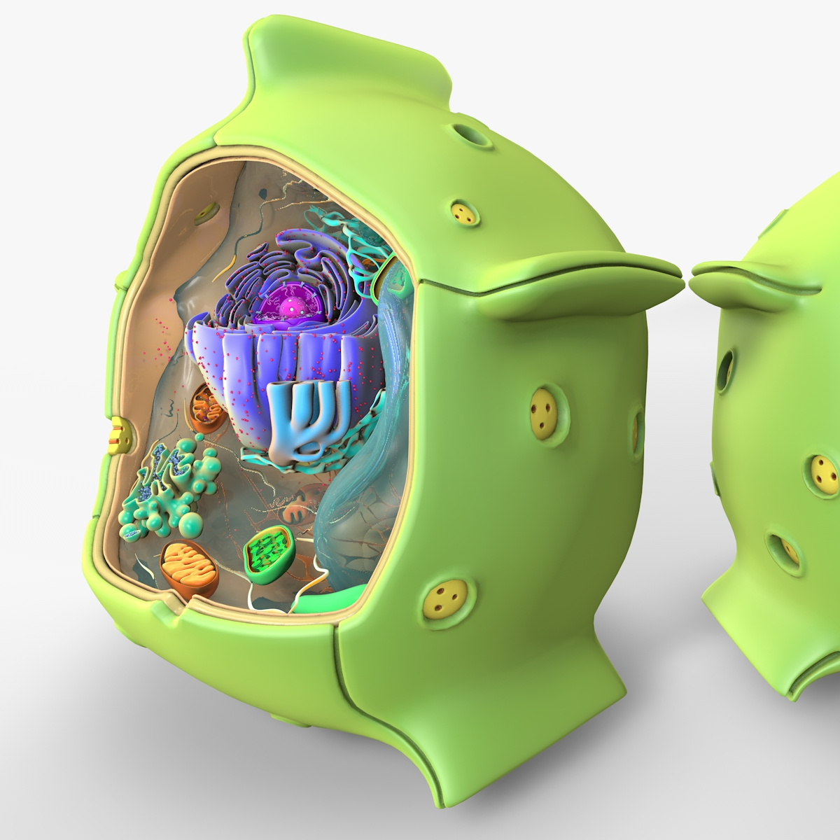 3d model plant cell