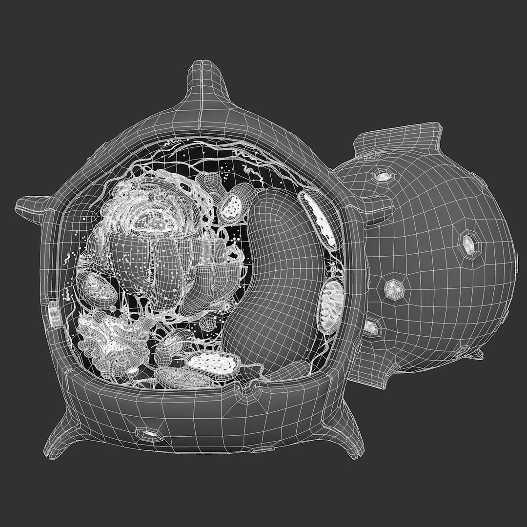 3d Model Plant Cell