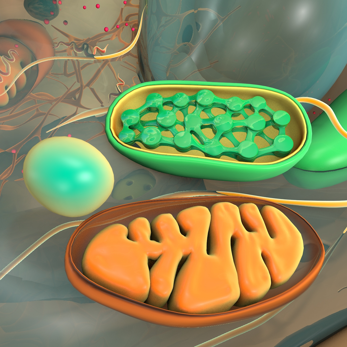 3d model plant cell