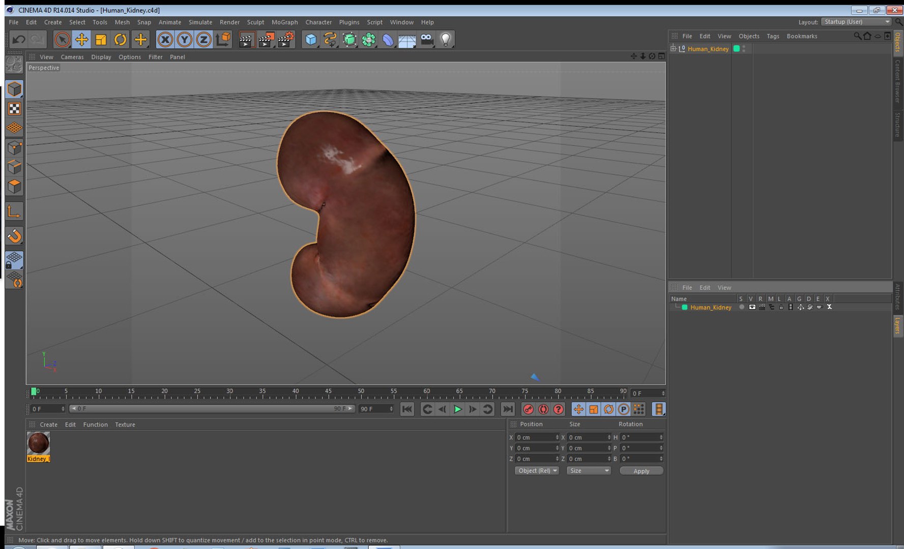 Human Kidney 3D Model - TurboSquid 1453208