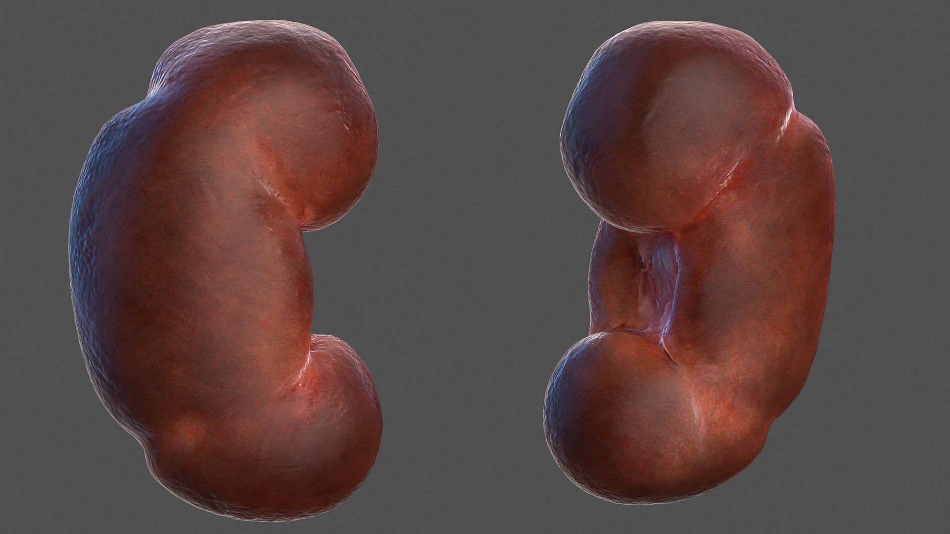 Human kidney 3D model - TurboSquid 1453208