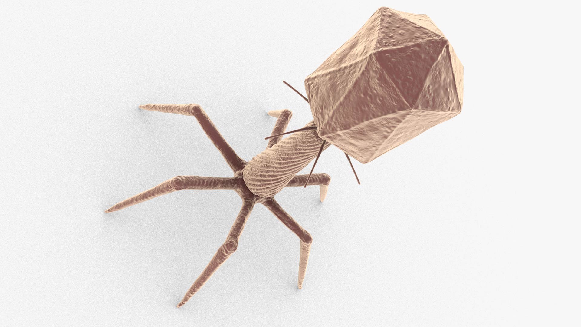 3D Bacteriophage - TurboSquid 1829687