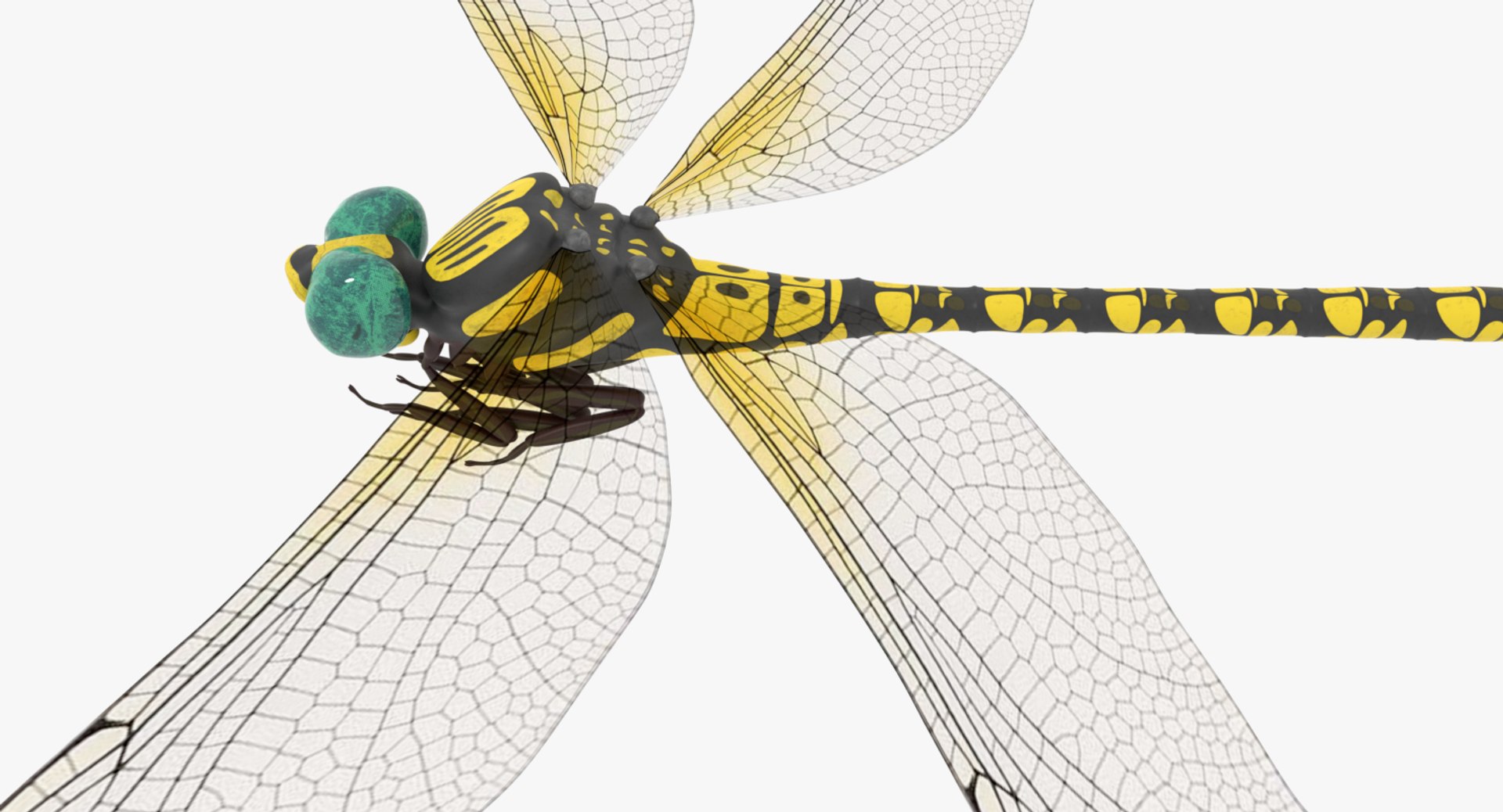 Dragonfly 3D Model - TurboSquid 1409890