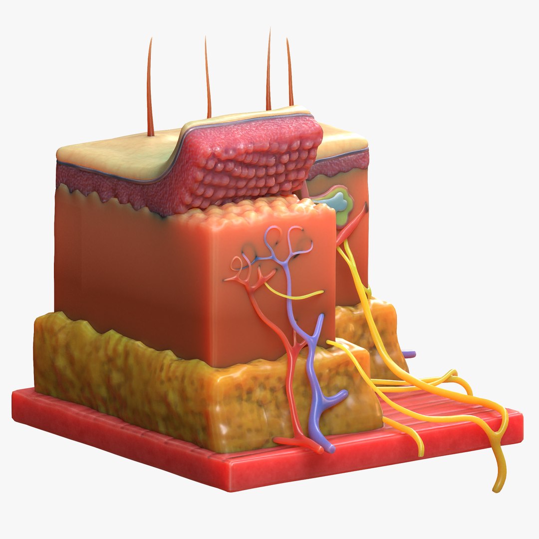 Modeled Skin Anatomy 3D - TurboSquid 1427954