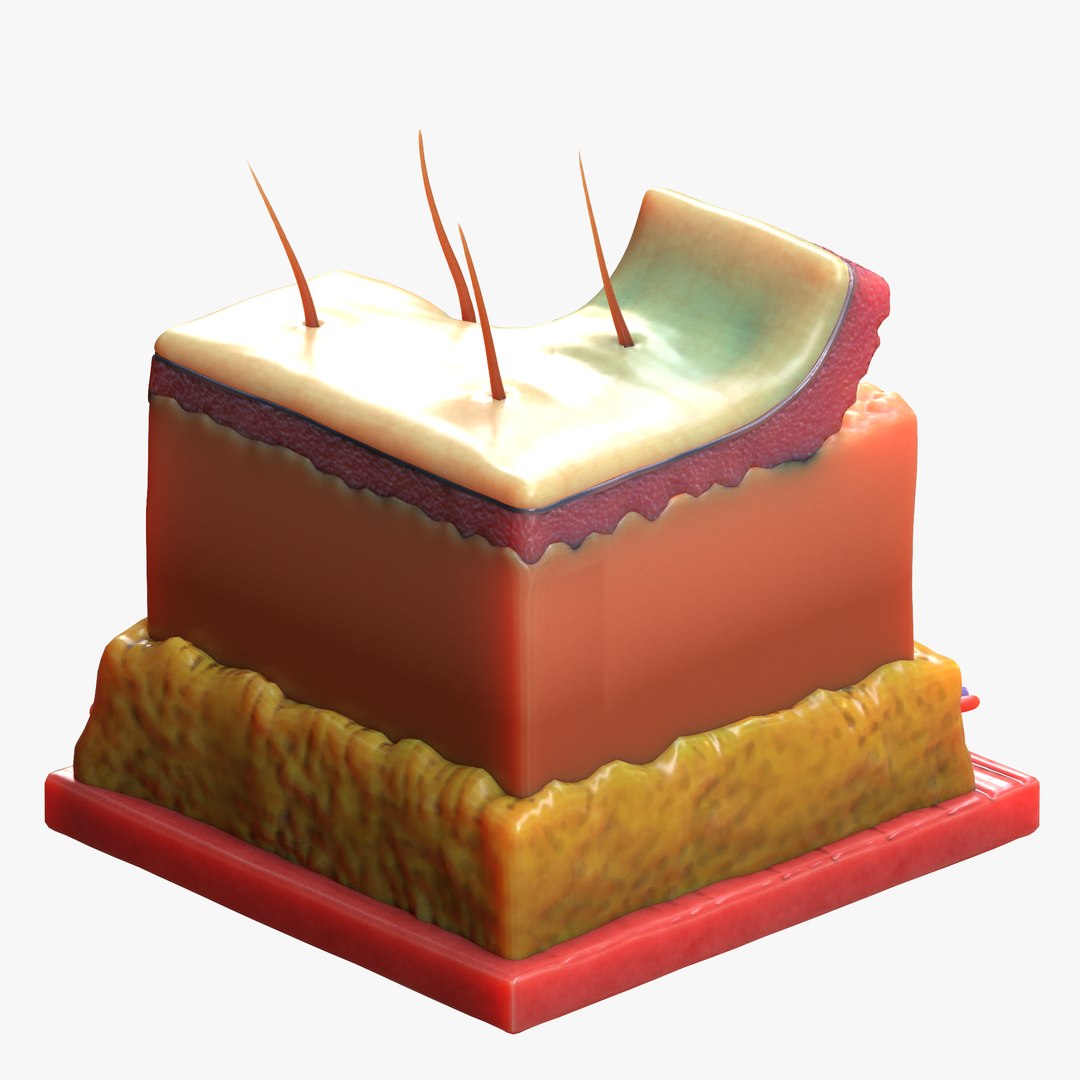 Modeled Skin Anatomy 3D - TurboSquid 1427954