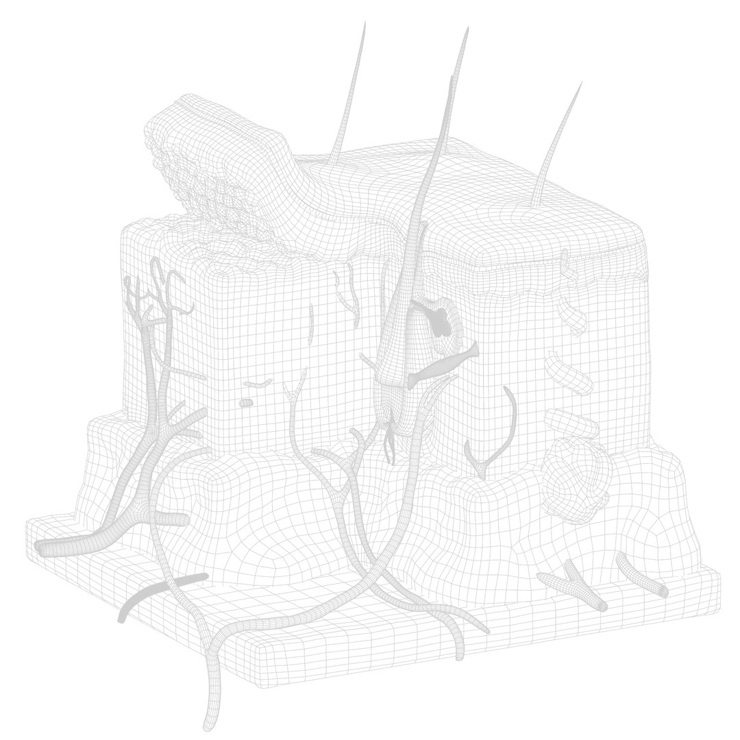 Modeled Skin Anatomy 3D - TurboSquid 1427954