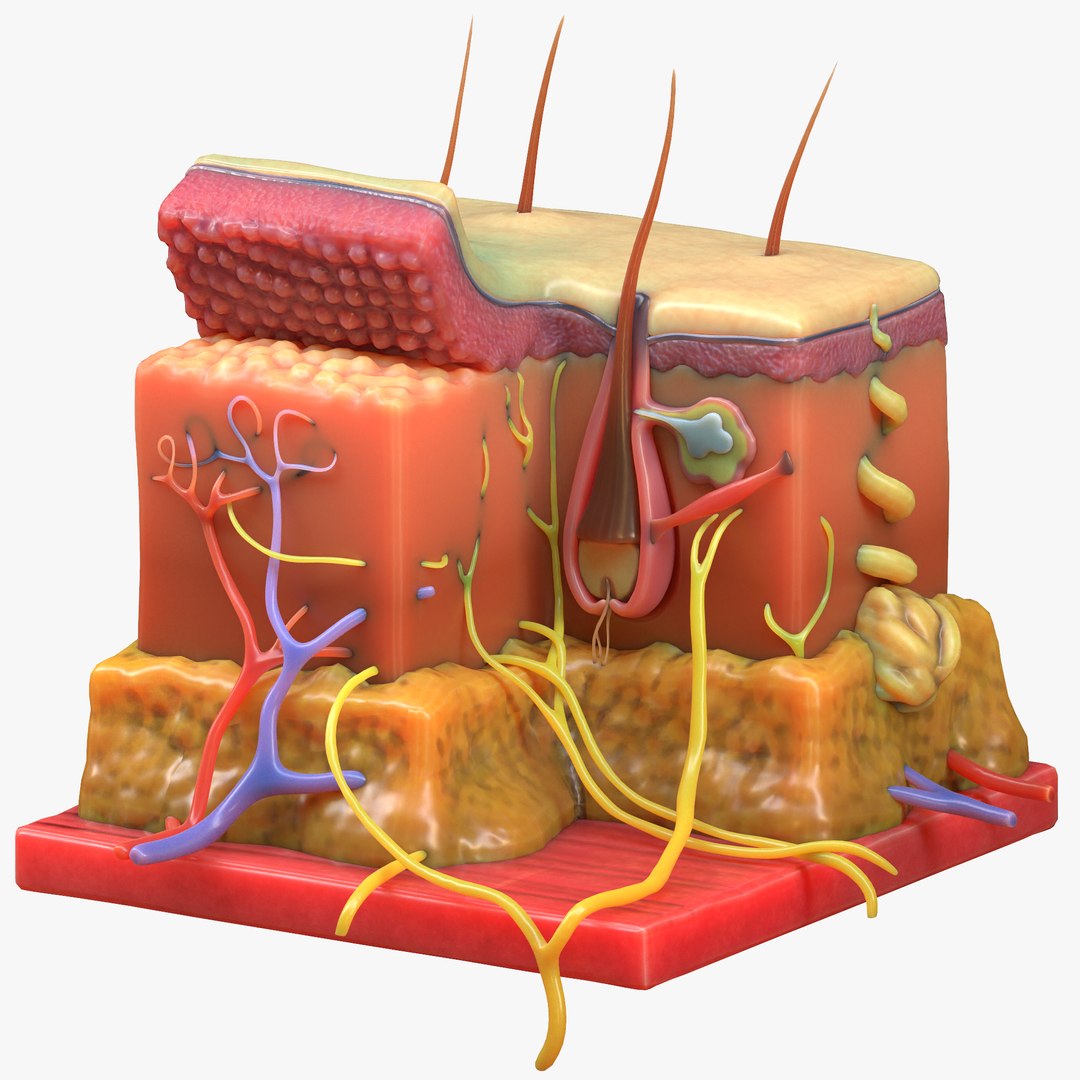 Modeled Skin Anatomy 3D - TurboSquid 1427954