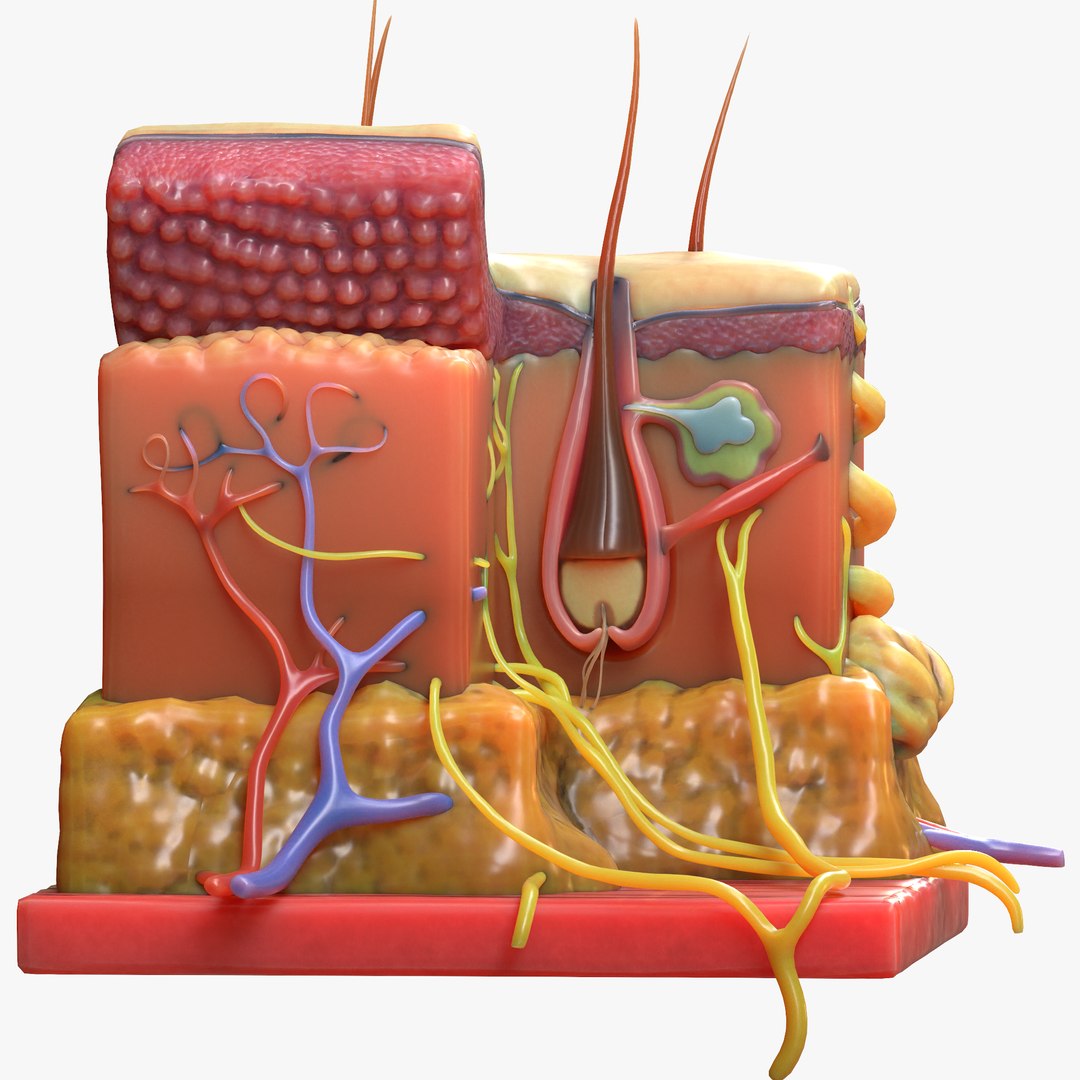 Modeled Skin Anatomy 3D - TurboSquid 1427954