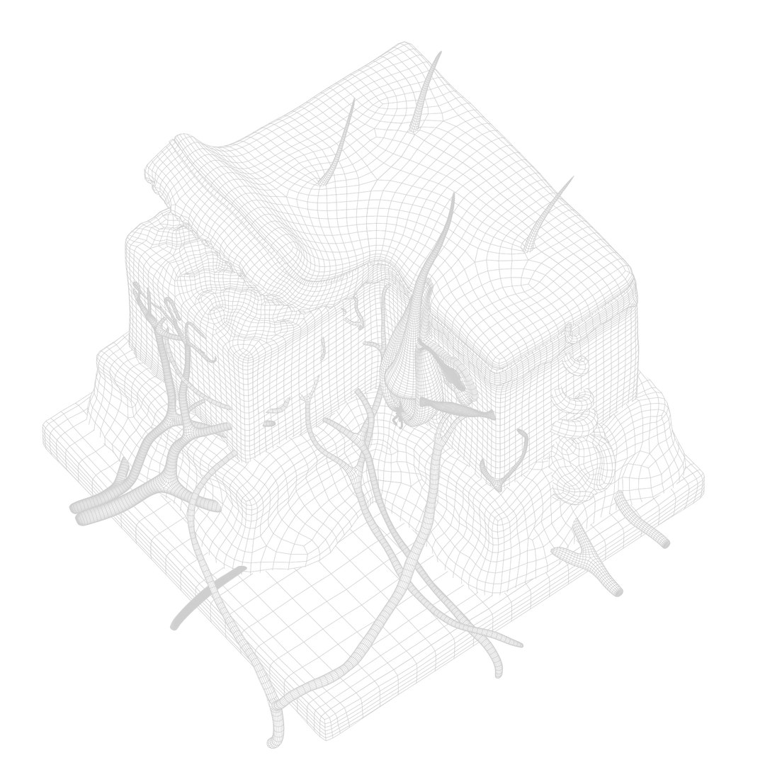 Modeled Skin Anatomy 3D - TurboSquid 1427954