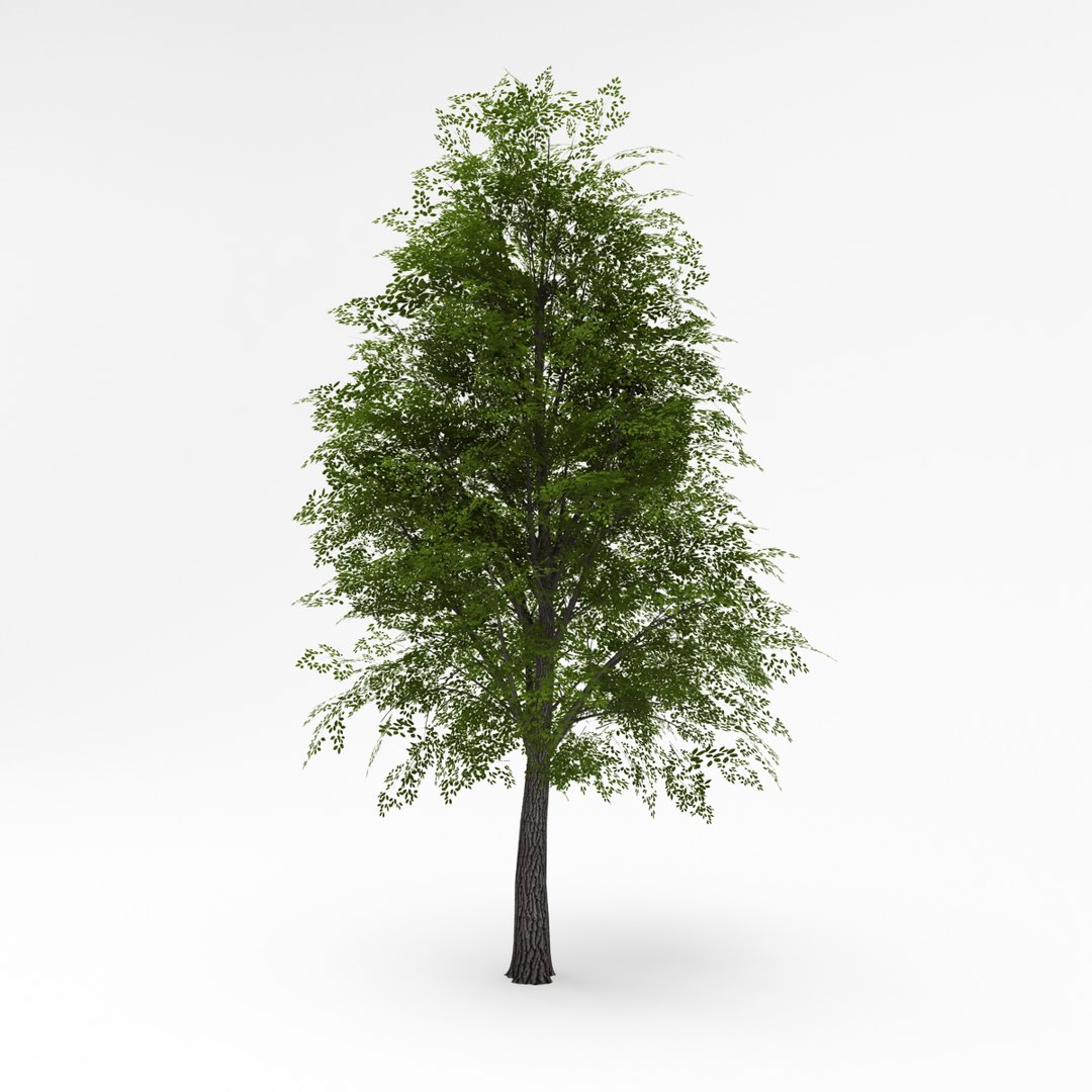 3d Deciduous 022