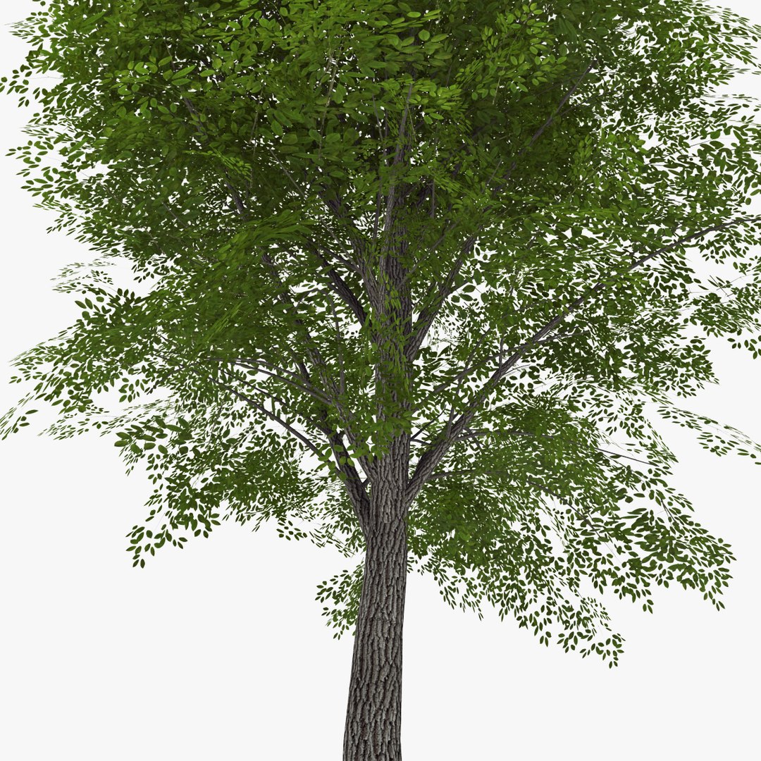 3d Deciduous 022