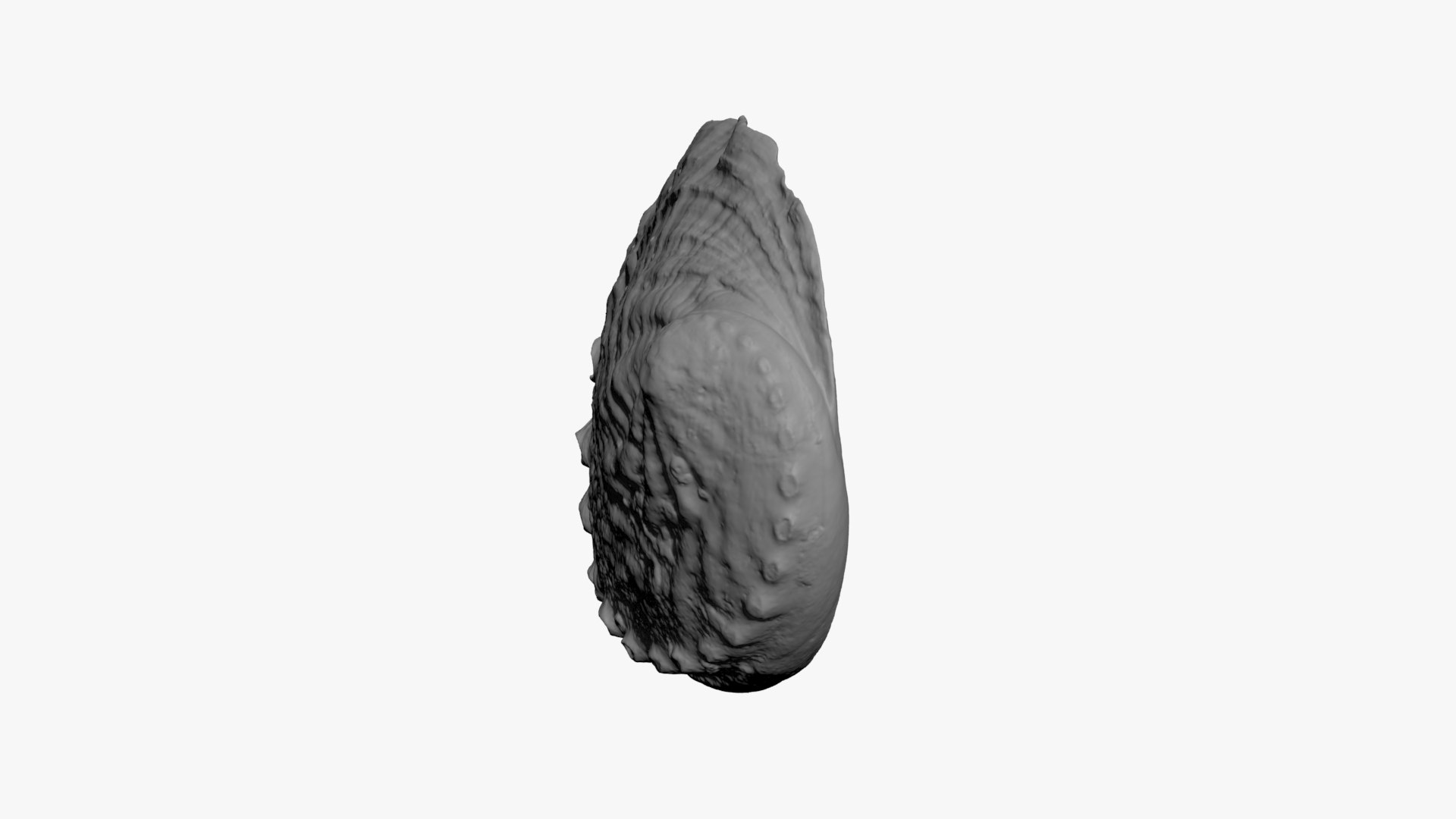 Abalone Shell For 3D Print 3D Model - TurboSquid 2334433