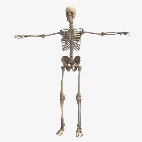 Anatomy Complete-Human-Anatomy 3D Models for Download | TurboSquid