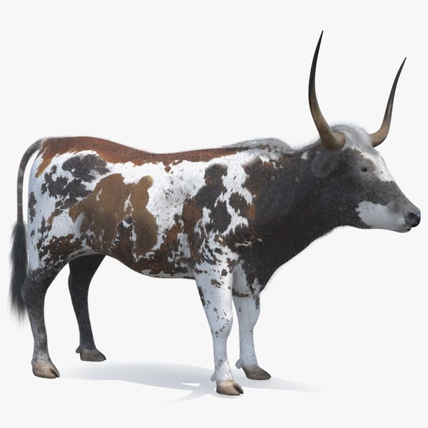 Free 3D Bull Models | TurboSquid