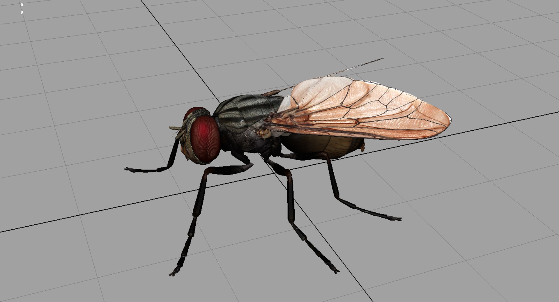Housefly 3D Model - TurboSquid 1585485