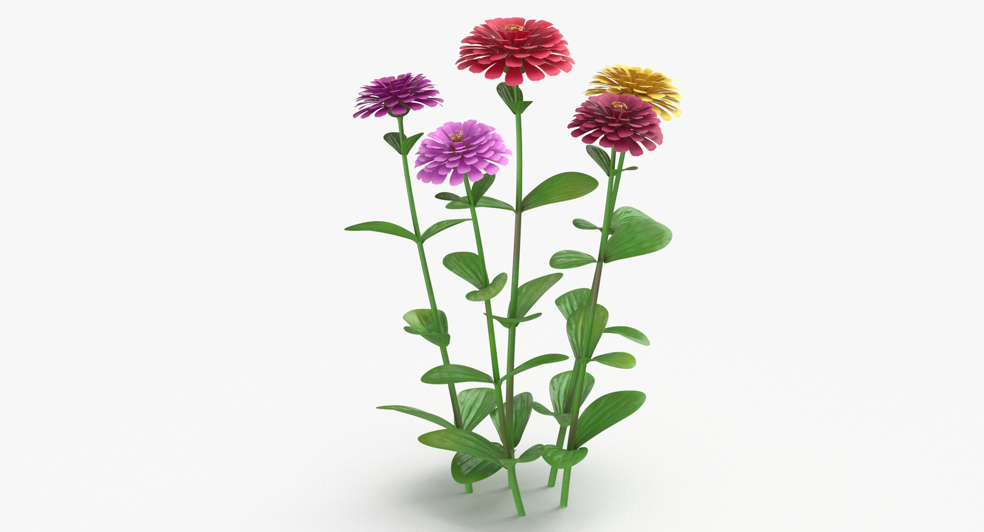 3D Zinnias Flowers - TurboSquid 1872865