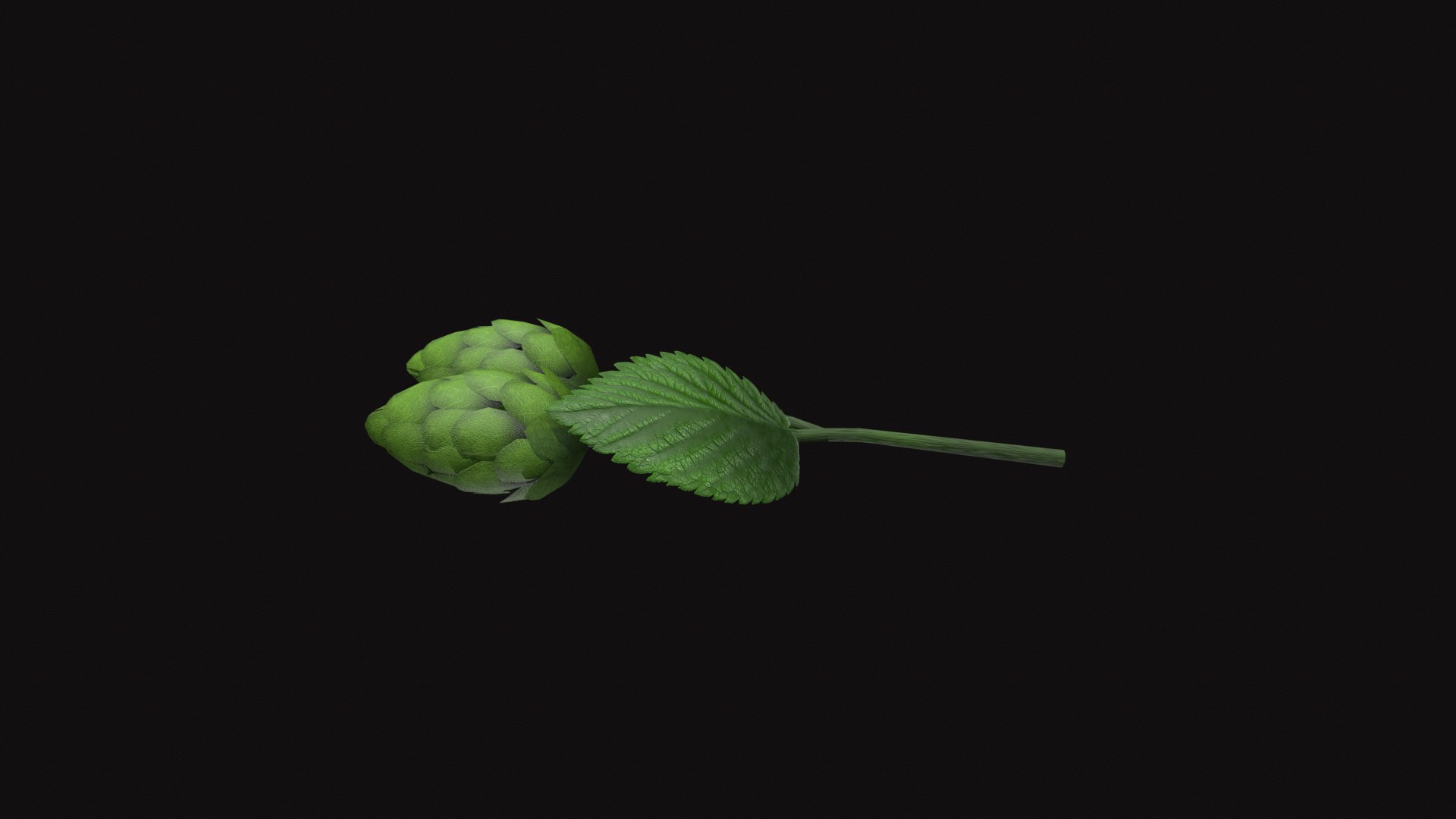 3D Medieval Hops Herbal - TurboSquid 2322750