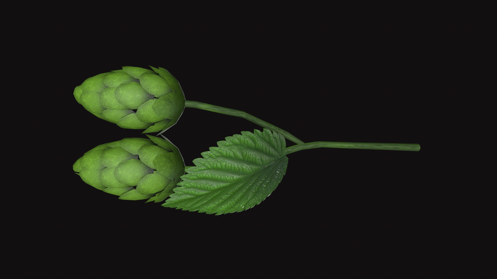 3D Medieval Hops Herbal - TurboSquid 2322750