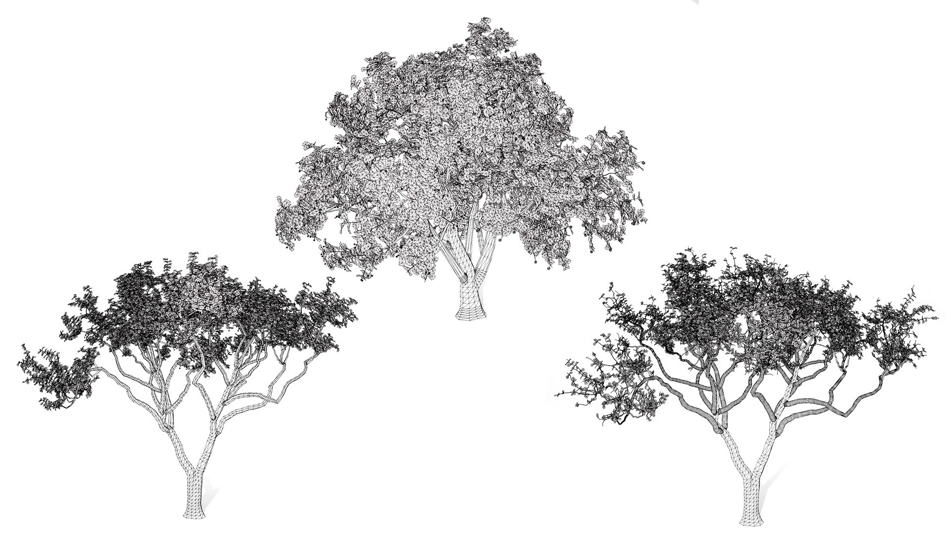 African Marula Tree 3D Model - TurboSquid 2432896